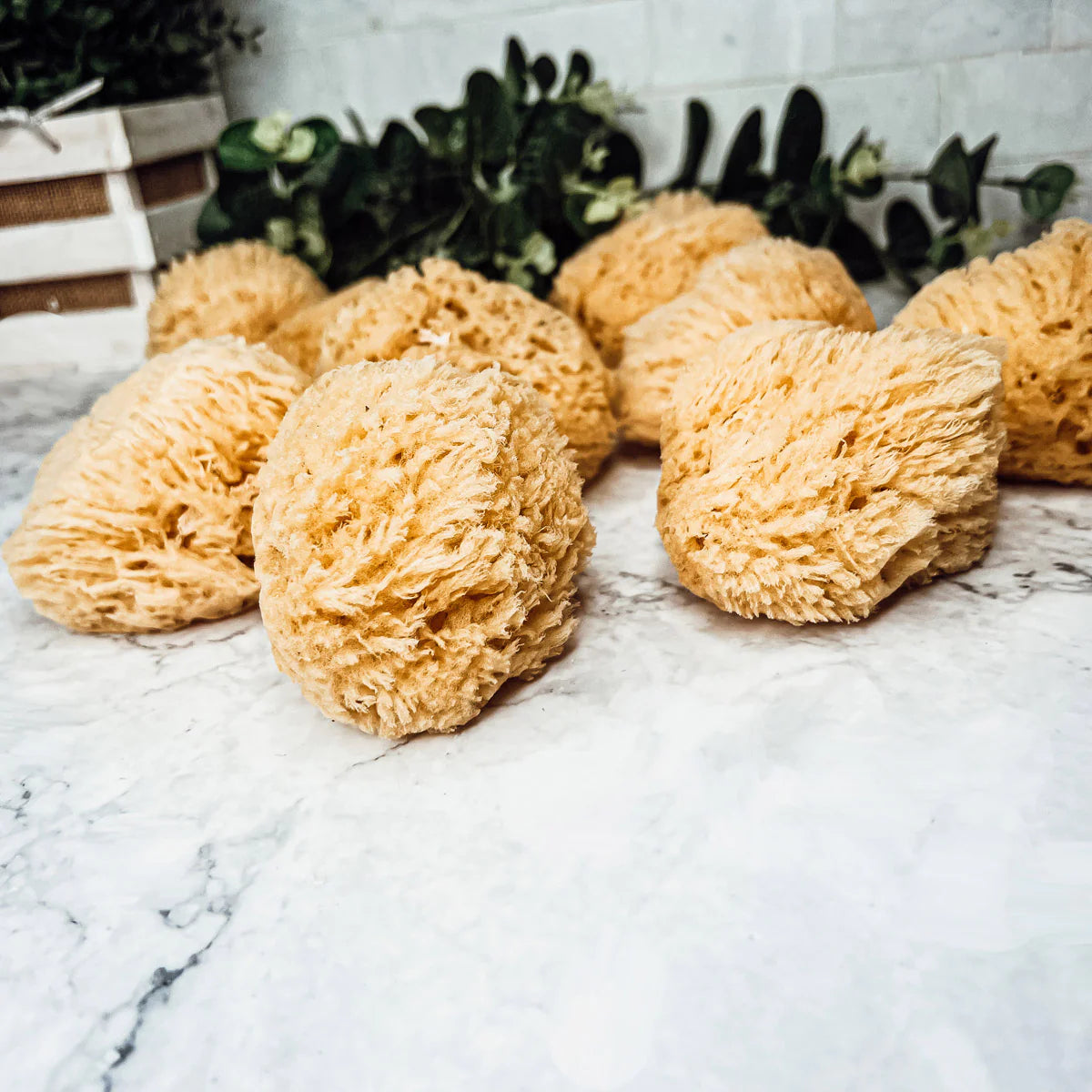 Dead Sea Sponge – Sacksy Thyme