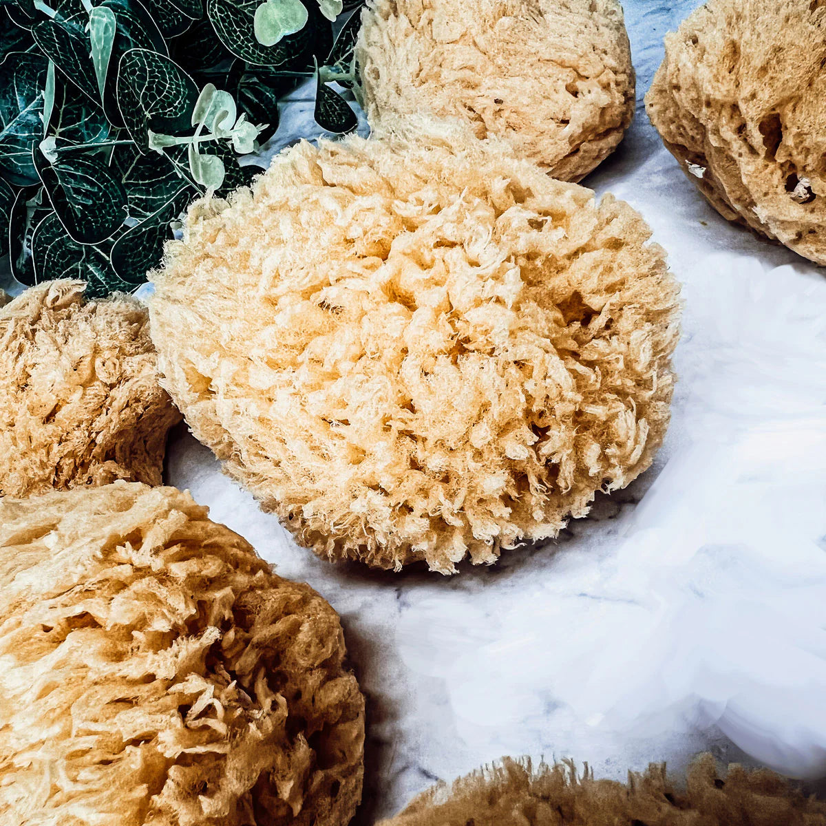 Dead Sea Sponge – Sacksy Thyme