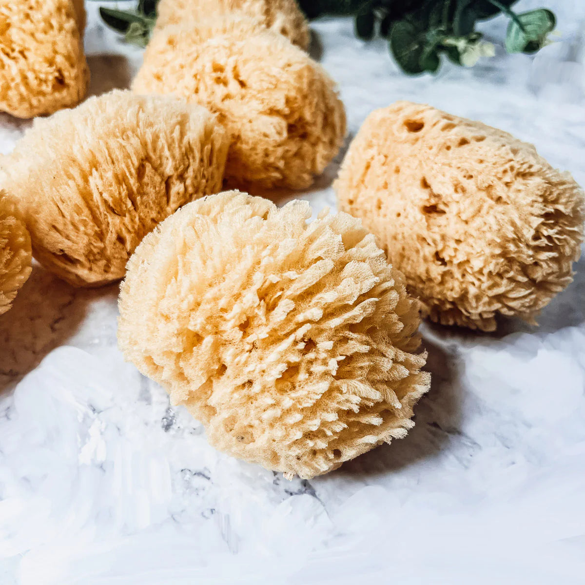 Dead Sea Sponge – Sacksy Thyme